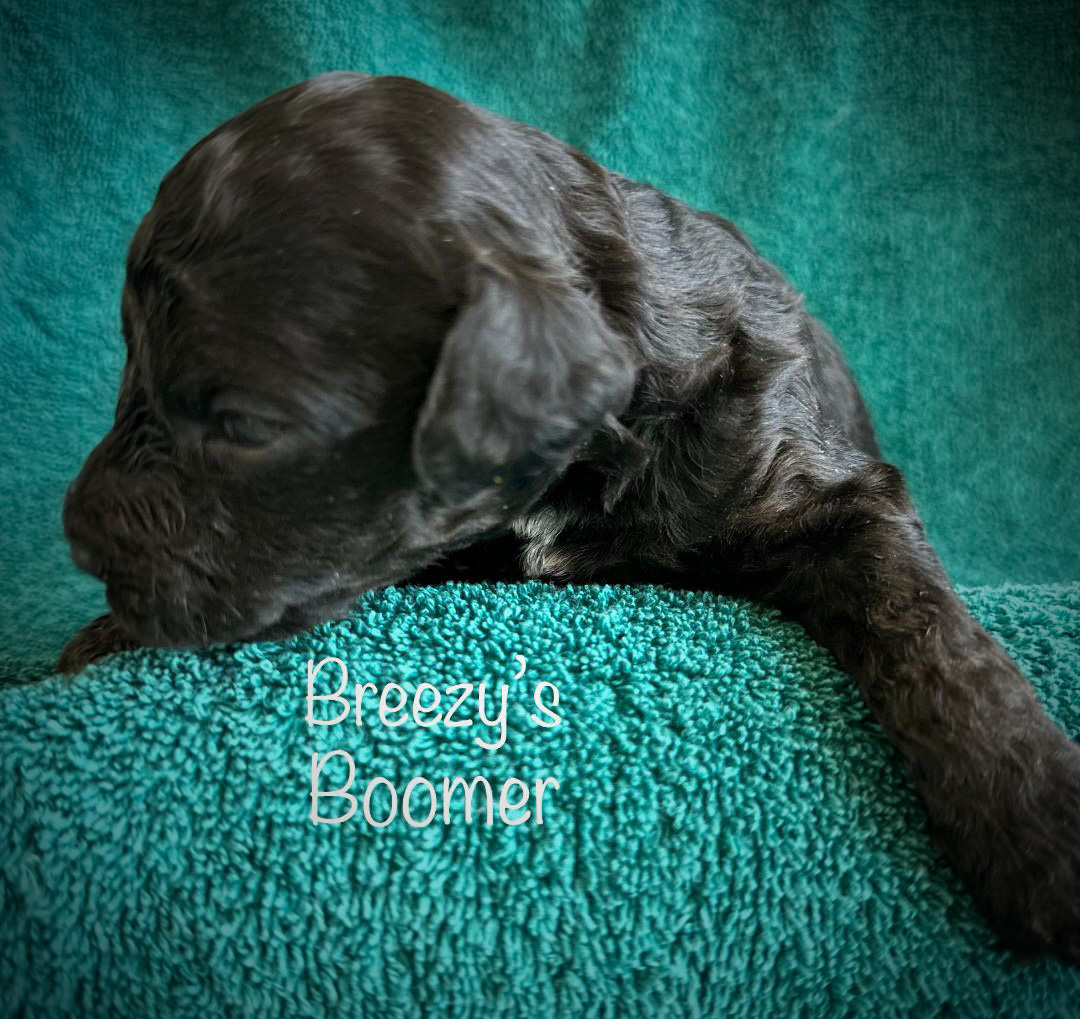 Available Puppies - Sandcastle Labradoodles